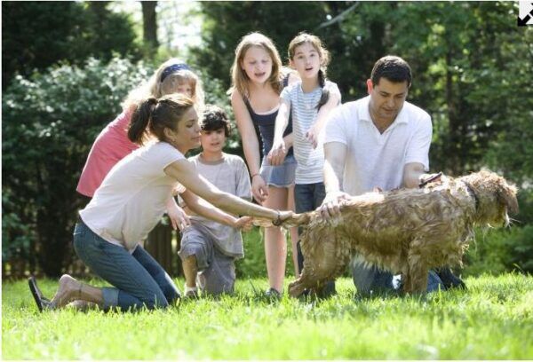 Pet Dander - What is Pet Dander? | Guide to Animal Dander & Solution